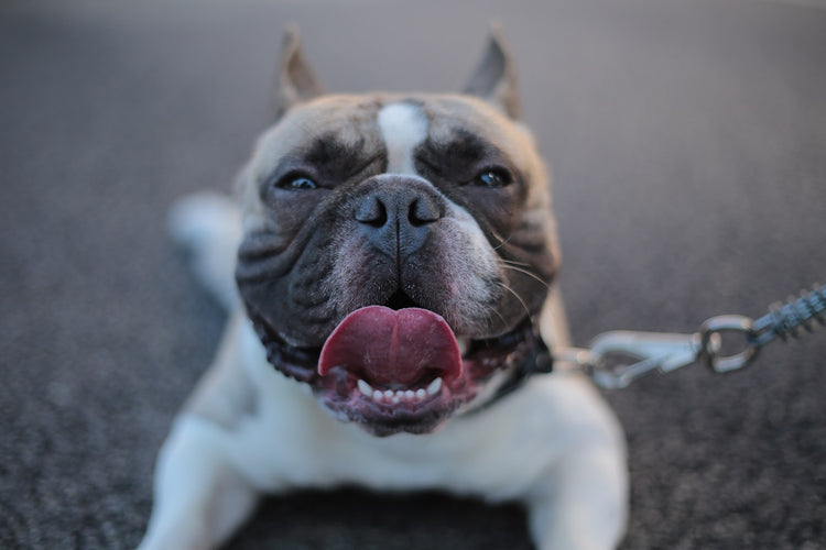 4 QUICK TIPS ON FRENCH BULLDOG HEALTHY TEETH – frenchie Shop