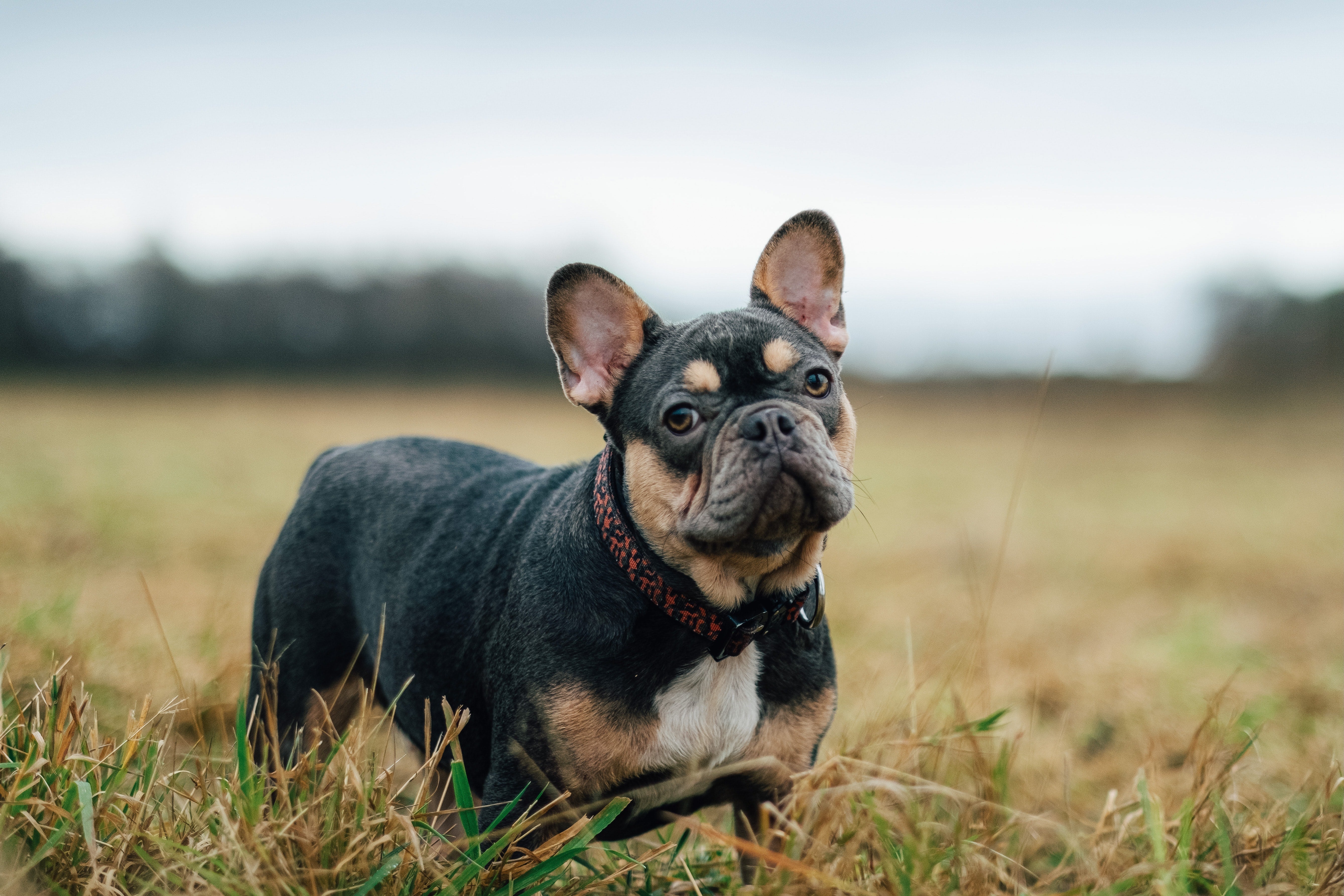 5 Basic Commands to Train Your French Bulldog