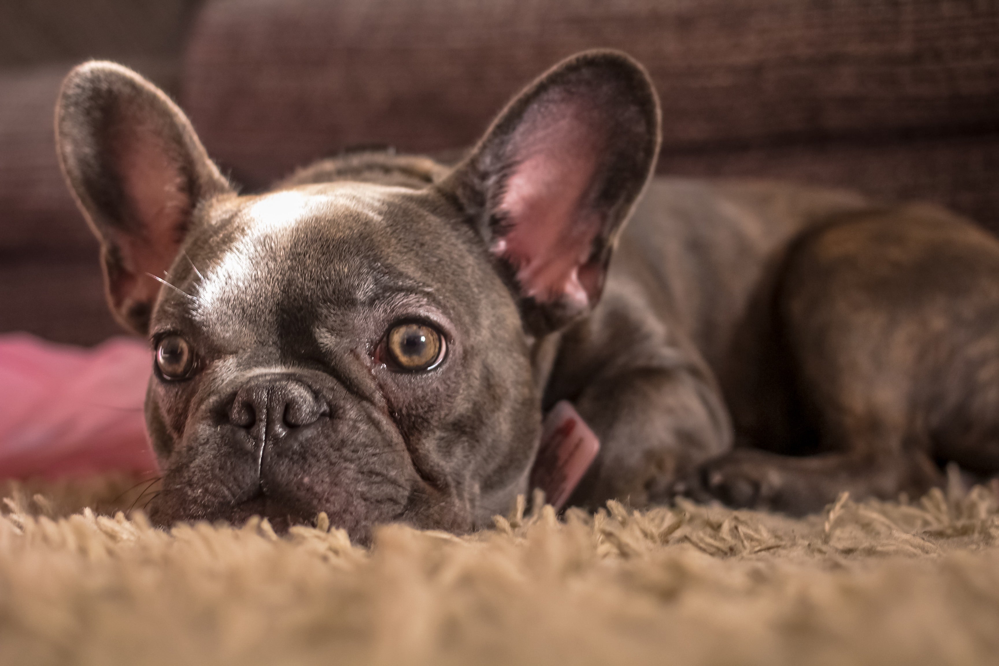Frenchie Sleeping Habits Every Owner Should Know