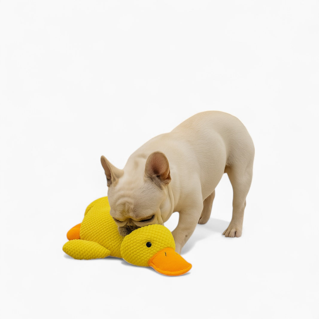 Best Toys for French Bulldogs | Chew, Plush, & Puzzle