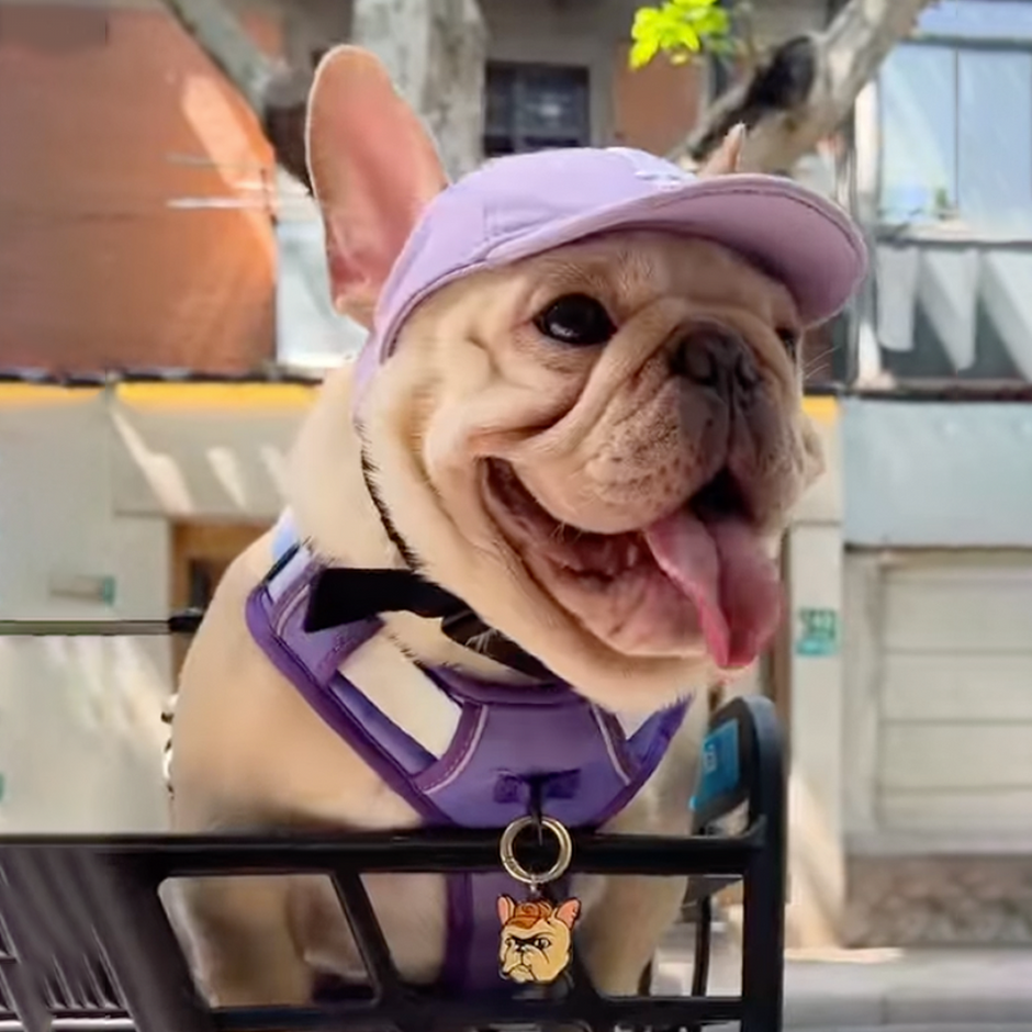 Frenchie Shop : French Bulldog Harnesses, Clothes, Apparel & more ...