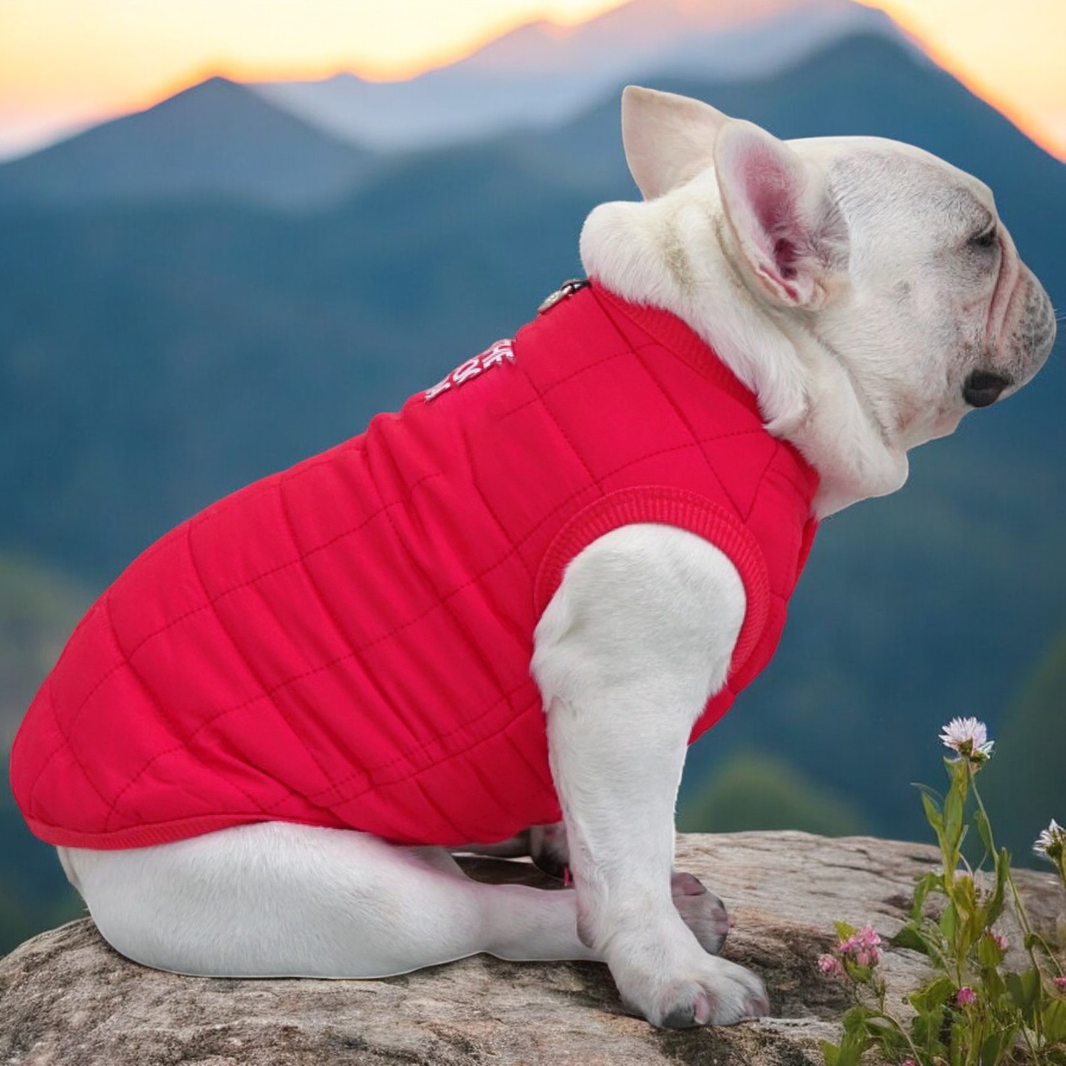 French Bulldog Clothes and Outfits –Page2