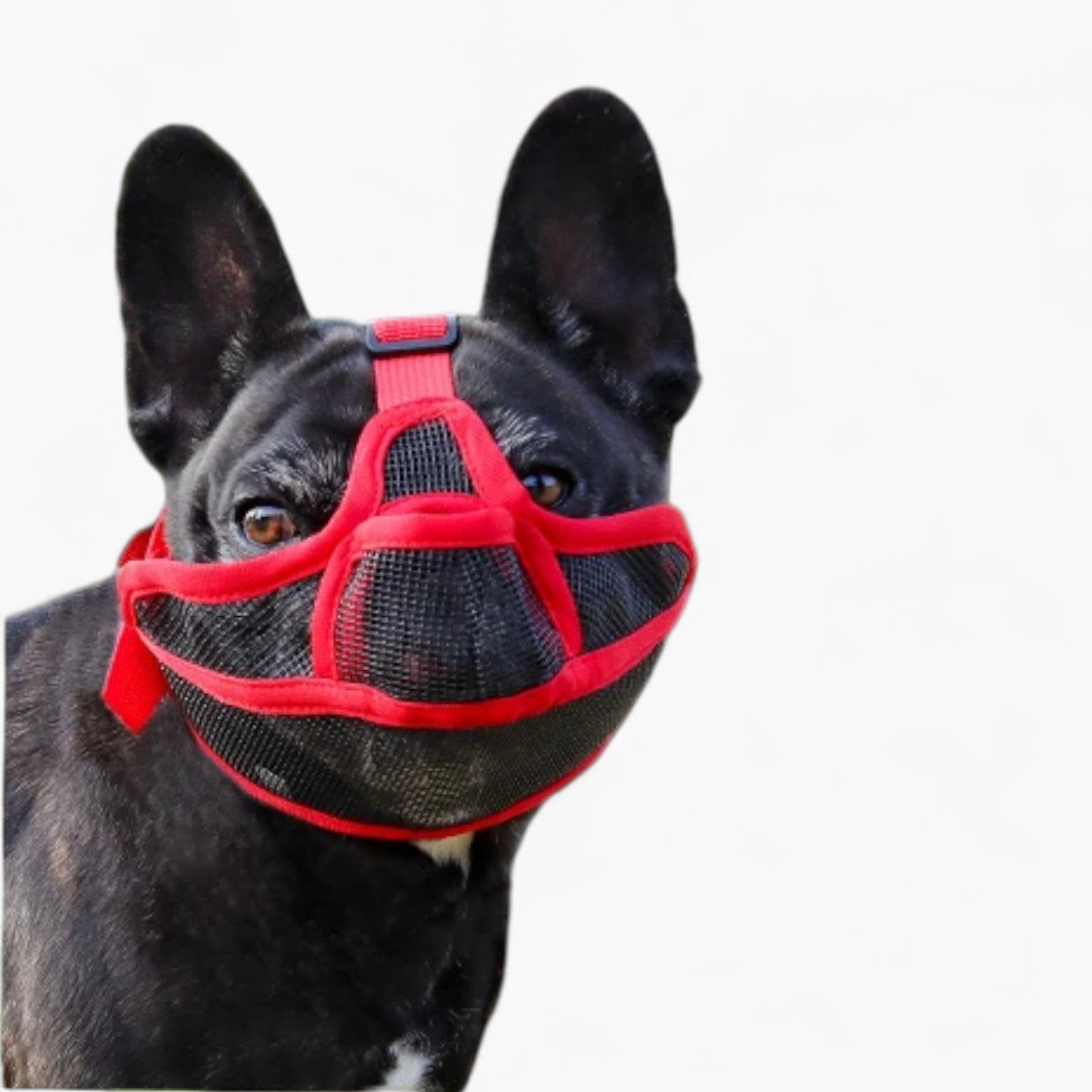New Arrivals – Fresh Styles for You & Your Frenchie