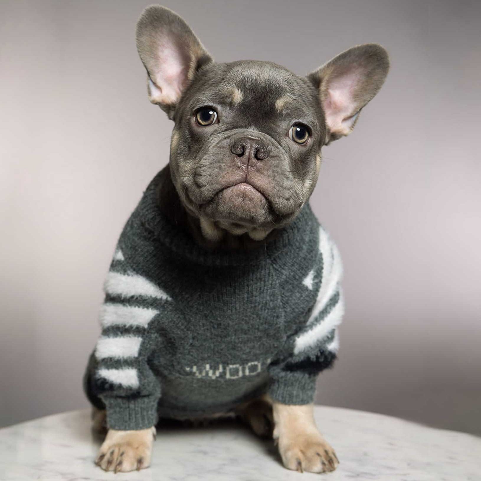 French Bulldog Winter Sweater – Cozy, Stylish & Warm