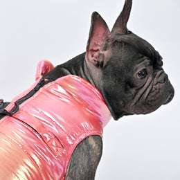 Snow Shield Frenchie Reflective Winter Warm Jacket V2 – frenchie Shop