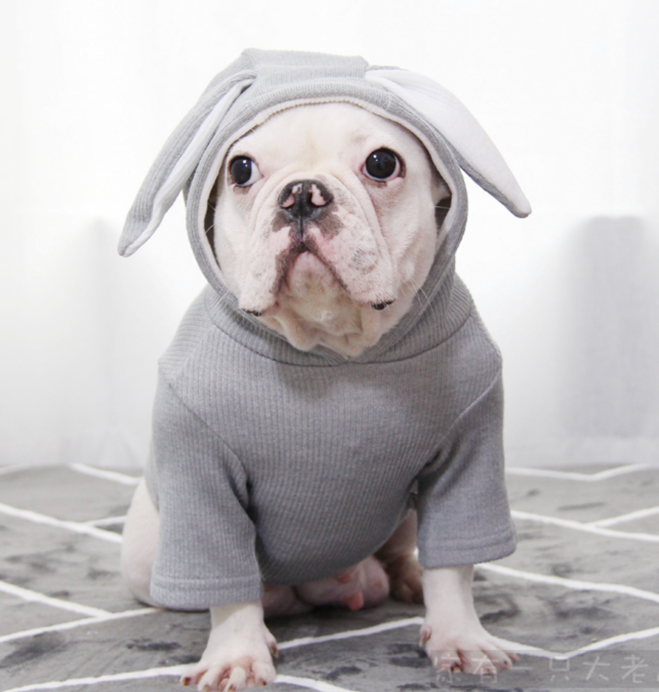 Adorable French Bulldog Rabbit Hoodie with Bunny Ears