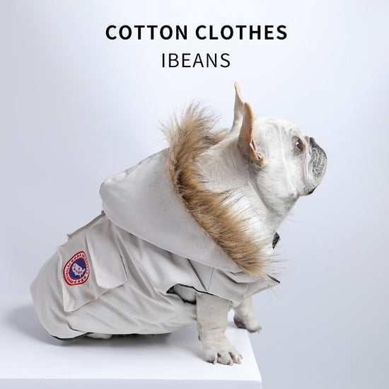 Trendy French Bulldog Clothes for Winter.