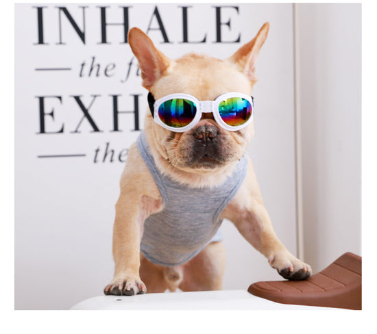 Waterproof French Bulldog Glasses | Anti-UV Protection