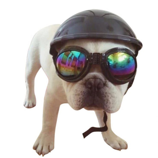 Waterproof French Bulldog Glasses | Anti-UV Protection
