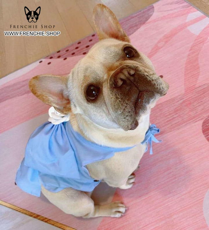 Clothes for Frenchies Girls – frenchie Shop